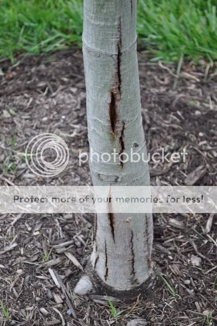 Bark splitting on Willow Oak