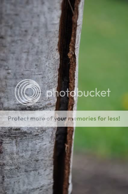 Bark splitting on Willow Oak