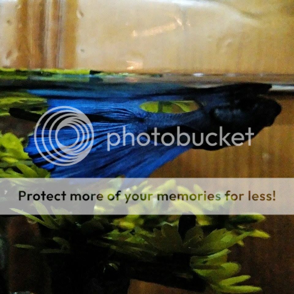 Is it normal for betta to change color? | Betta Fish Forum